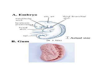 Some evidence for the truth of islam. | PPT