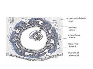 Some evidence for the truth of islam. | PPT