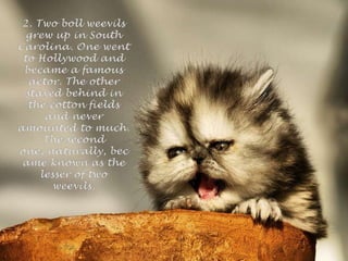 Some Of The Worst Puns In The World | PPT