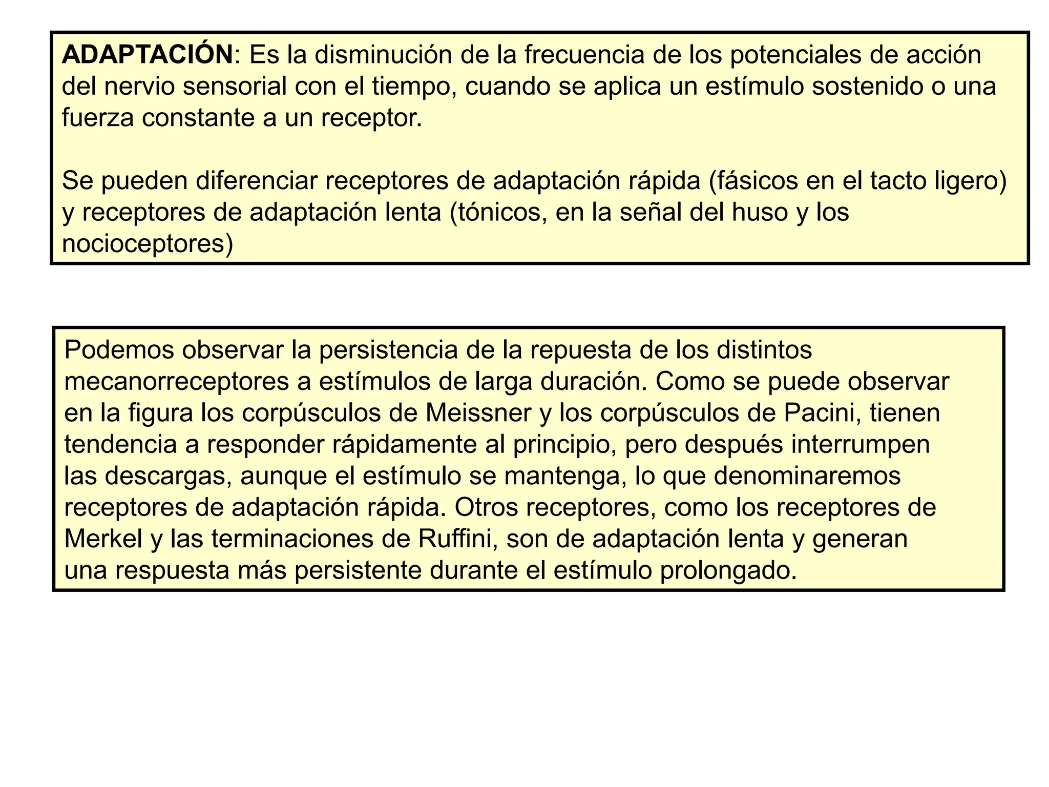 SOMESTESIA_PPT.ppt SENSOPERCEPCION SOMESTESIA | PPT
