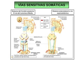 SOMESTESIA_PPT.ppt SENSOPERCEPCION SOMESTESIA | PPT