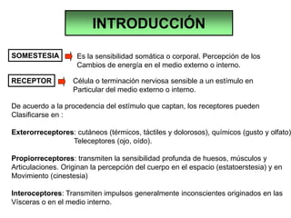 SOMESTESIA_PPT.ppt SENSOPERCEPCION SOMESTESIA | PPT