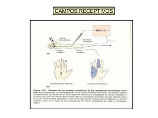 SOMESTESIA_PPT.ppt SENSOPERCEPCION SOMESTESIA | PPT