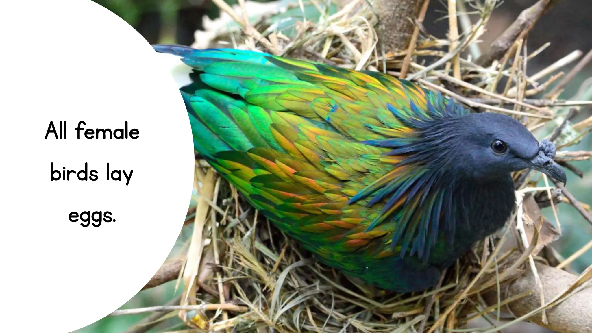 Bird presentation for kids to be taught in schools | PPTX