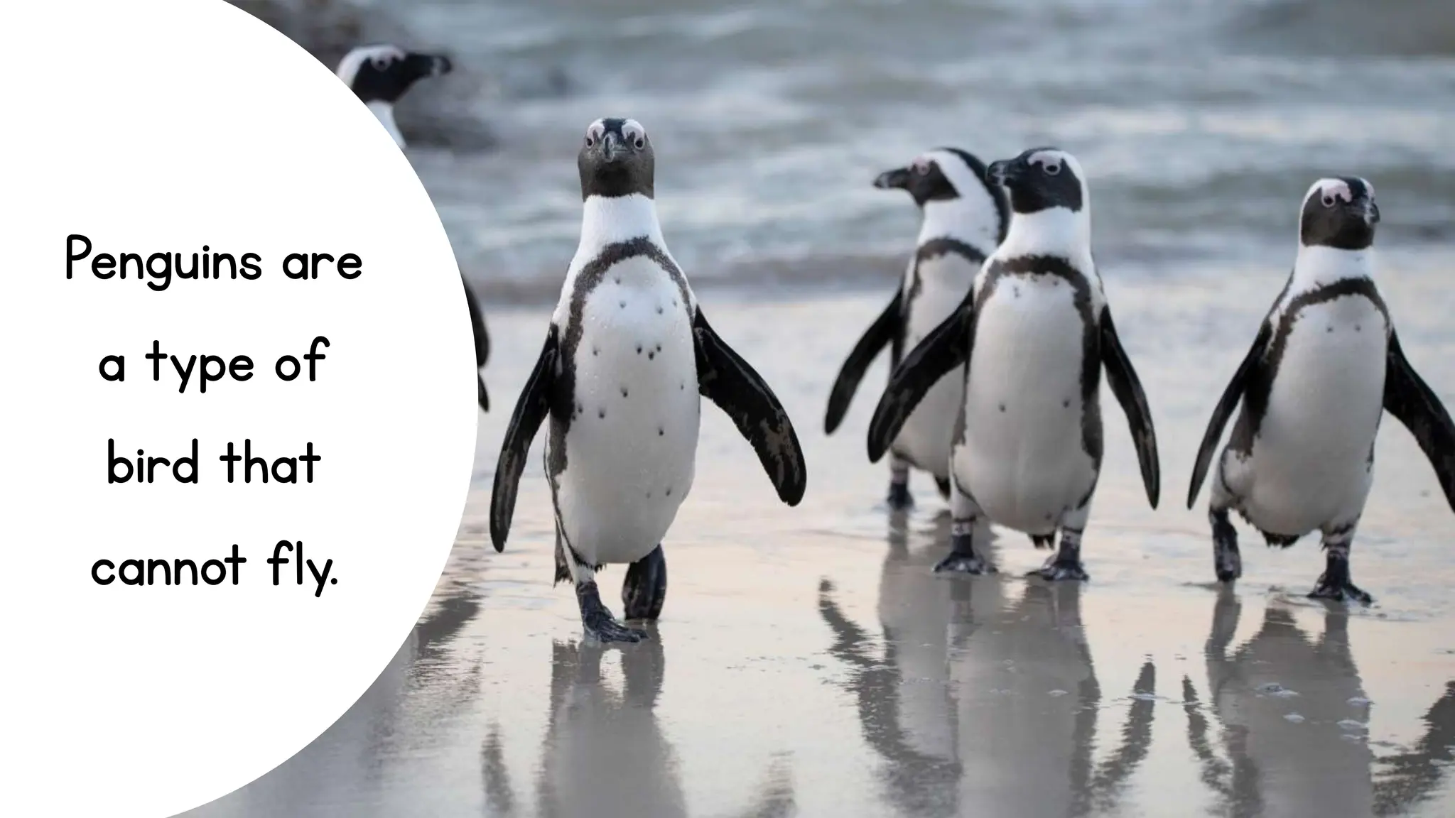 Bird presentation for kids to be taught in schools | PPTX