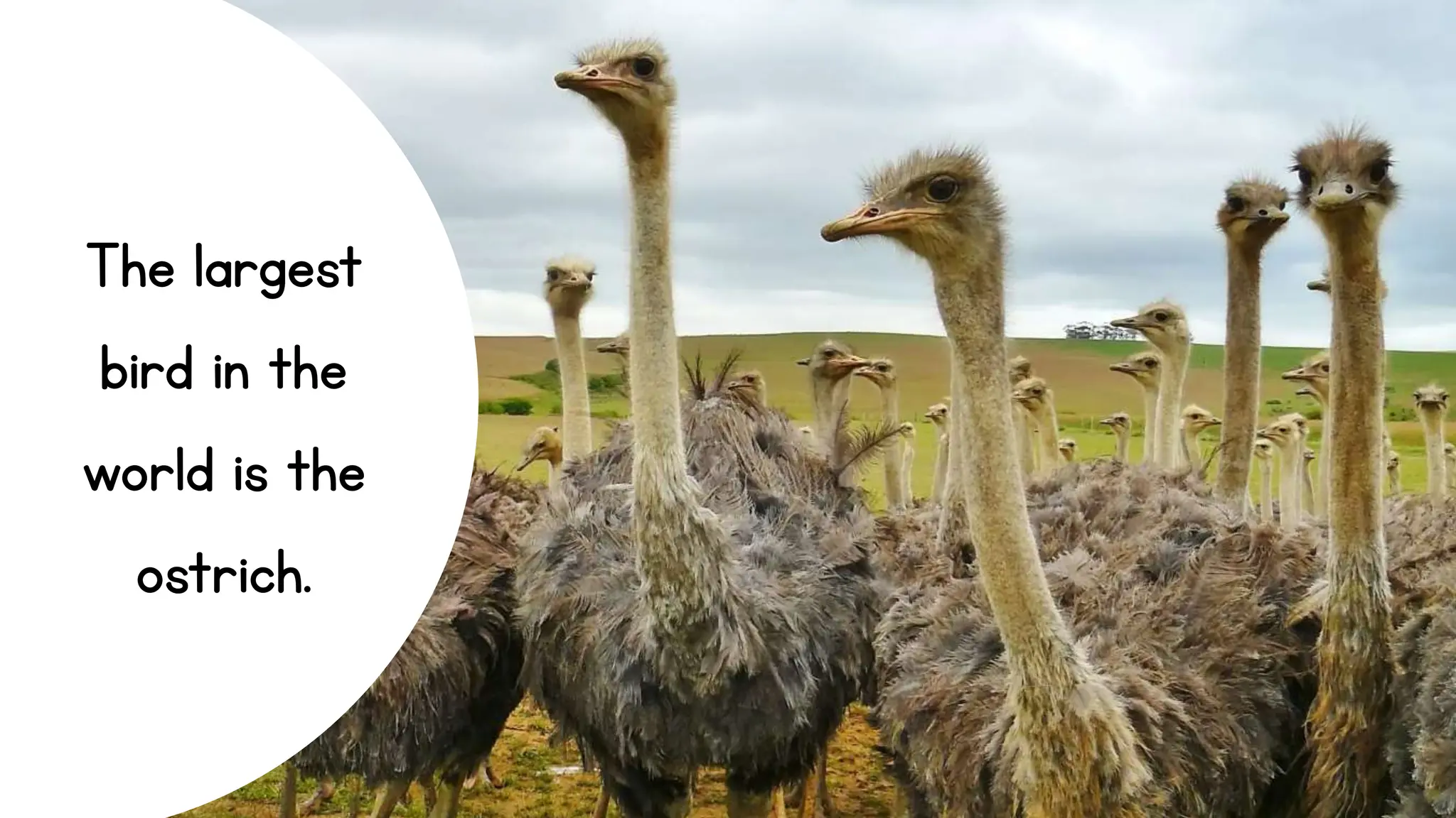 Bird presentation for kids to be taught in schools | PPTX