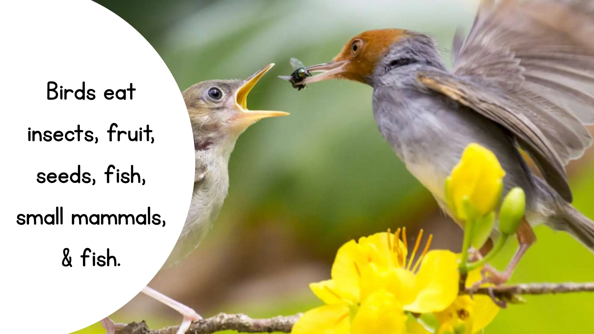 Bird presentation for kids to be taught in schools | PPTX