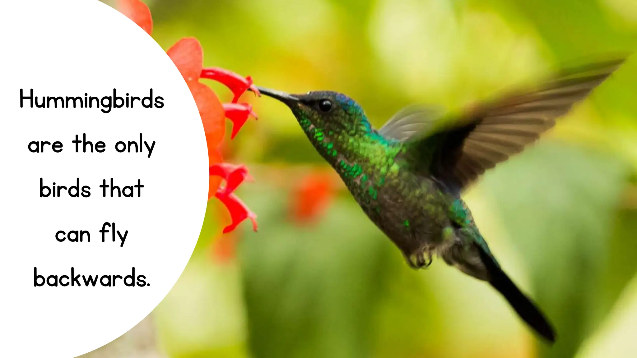 Bird presentation for kids to be taught in schools | PPTX