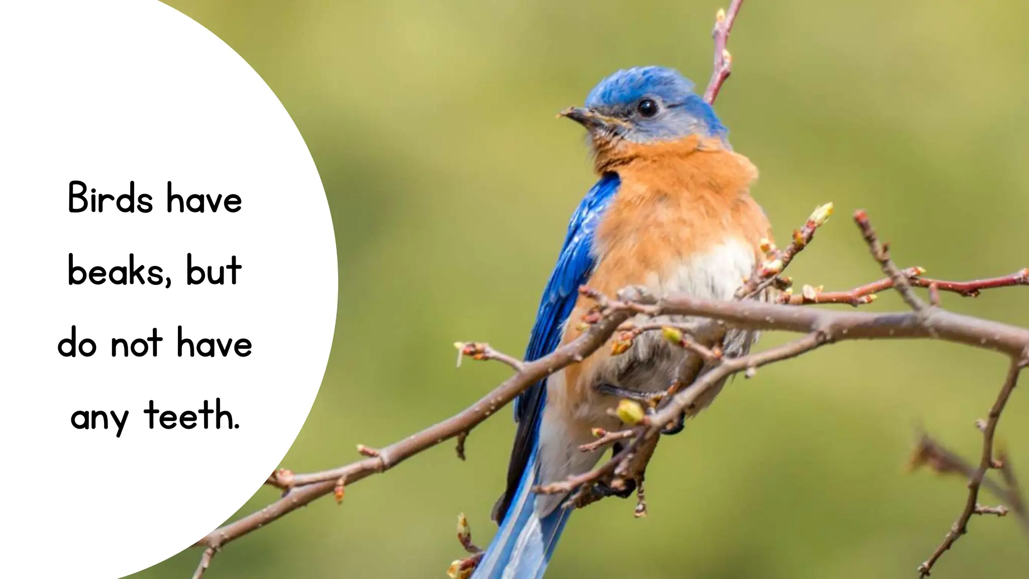Bird presentation for kids to be taught in schools | PPTX