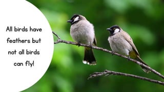 Bird presentation for kids to be taught in schools | PPTX