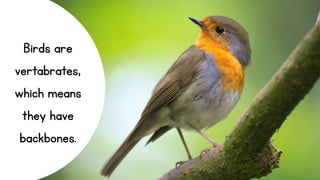 Bird presentation for kids to be taught in schools | PPTX