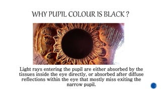 Pupil Basic..... | PPTX