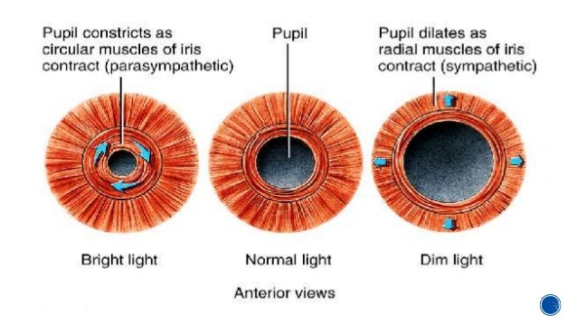 Pupil Basic