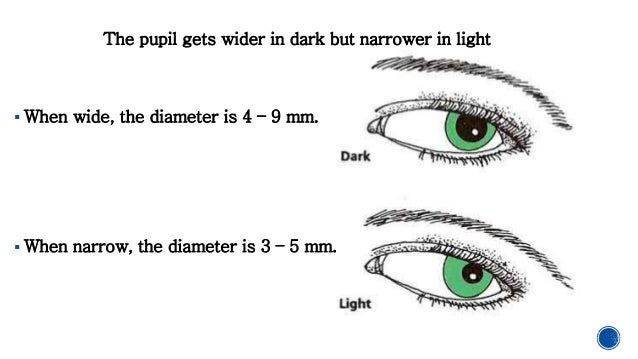 Pupil Basic