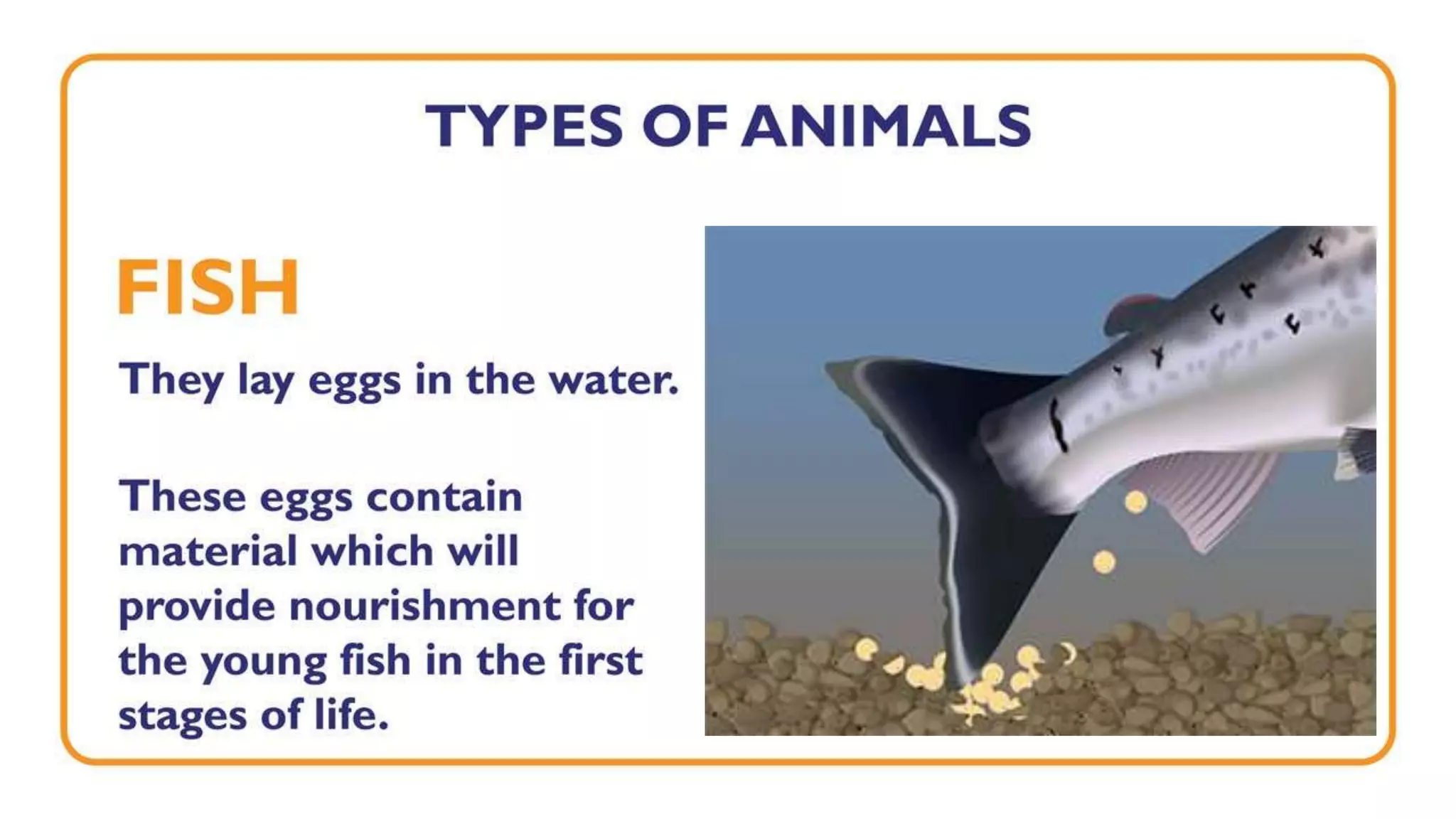 Fish: What is a Fish, Fish Characteristics and Food Chain - Something ...