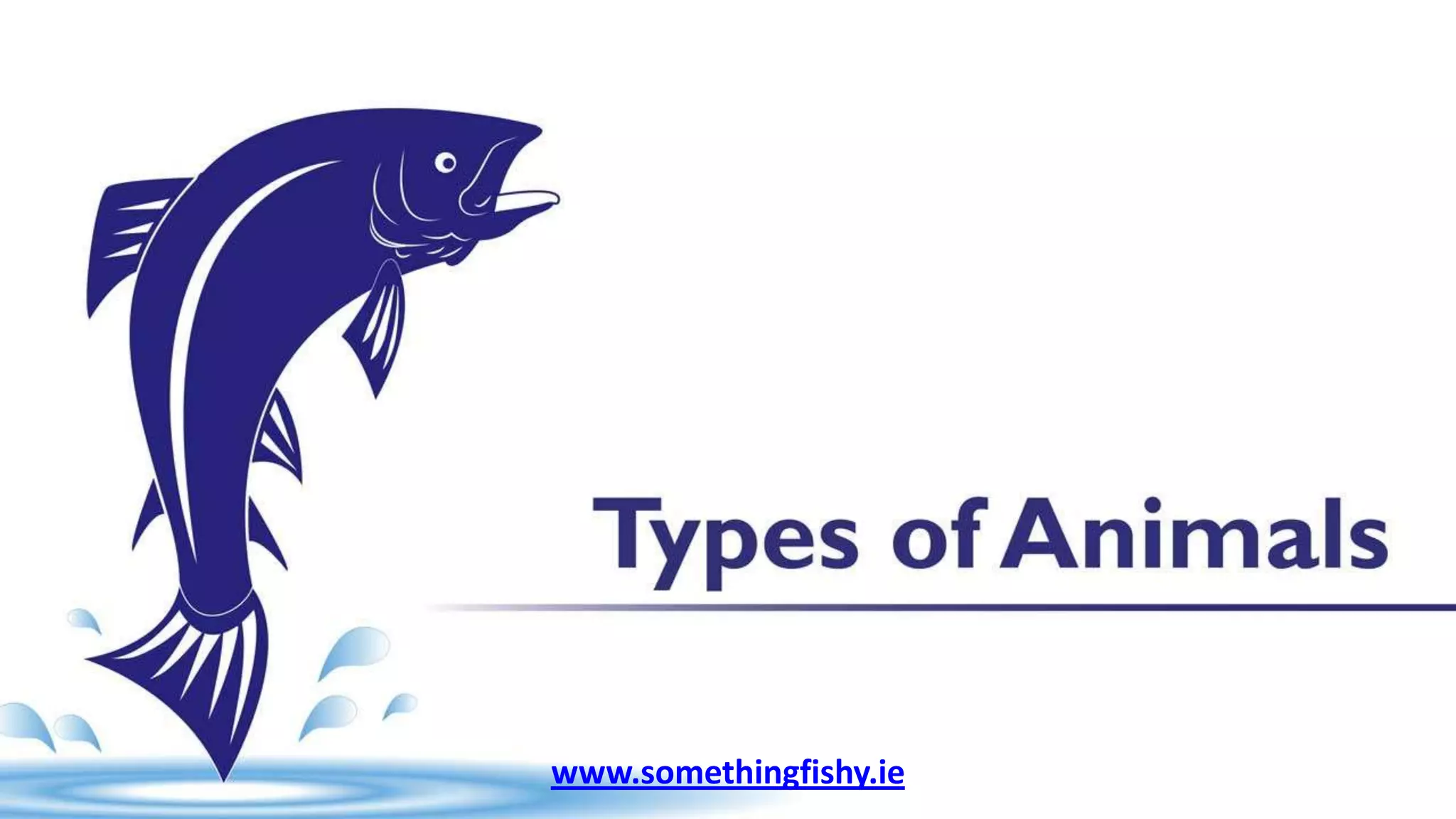 Fish: What is a Fish, Fish Characteristics and Food Chain - Something ...