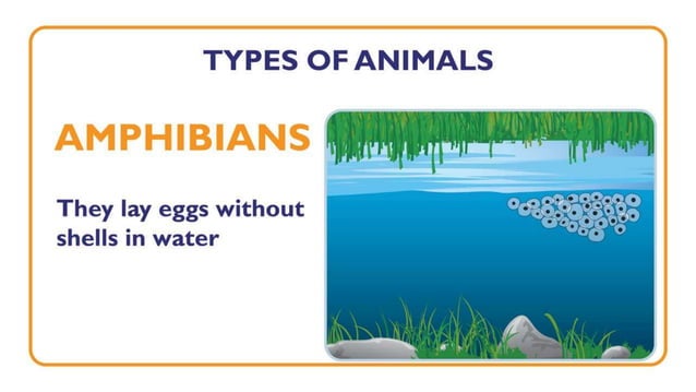 Fish: What is a Fish, Fish Characteristics and Food Chain - Something ...