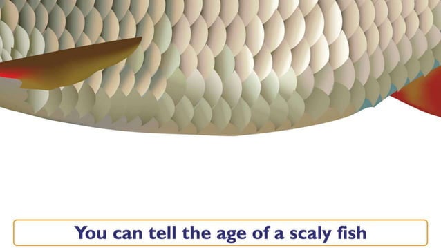 Fish: What is a Fish, Fish Characteristics and Food Chain - Something ...