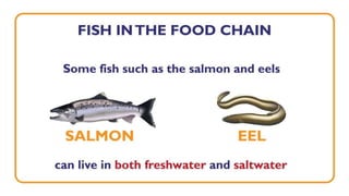Freshwater Food Chain For Kids