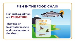 Freshwater Food Chain For Kids