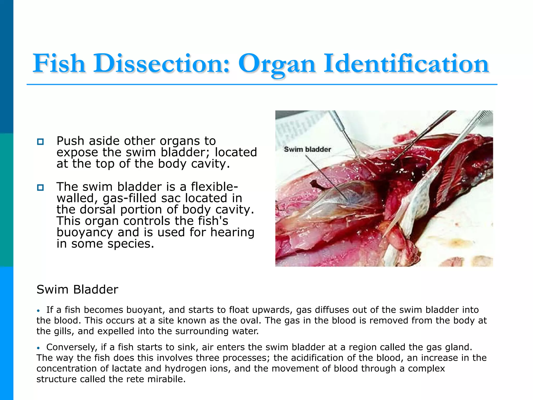 Sometime fish an anatomy lesson for middle school students | PDF