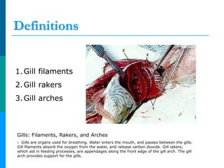 Sometime fish an anatomy lesson for middle school students | PDF