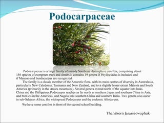 Some trees in our school by cat group | PPT