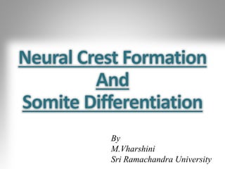 Somite differentiation and neural crest | PPTX