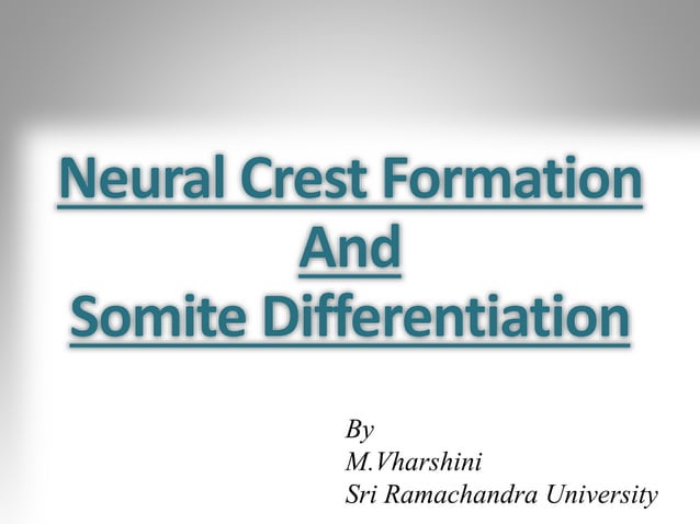 Somite differentiation and neural crest | PPTX | Brain and Nervous ...