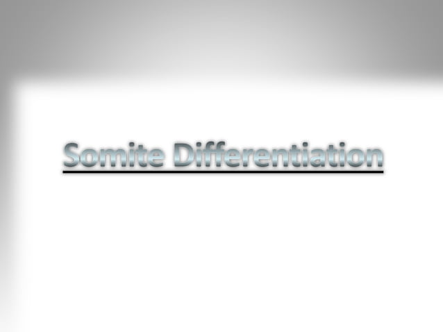 Somite differentiation and neural crest | PPTX | Brain and Nervous ...