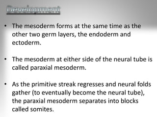 Somite differentiation and neural crest | PPTX | Brain and Nervous ...