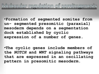 Somite differentiation and neural crest | PPTX