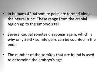 Somite differentiation and neural crest | PPTX