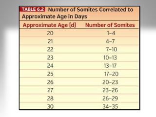 Somite differentiation and neural crest | PPTX