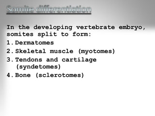 Somite differentiation and neural crest | PPTX