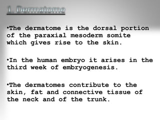 Somite differentiation and neural crest | PPTX