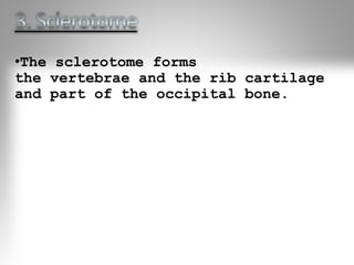 Somite differentiation and neural crest | PPTX