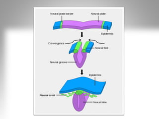 Somite differentiation and neural crest | PPTX