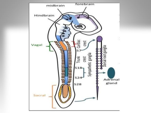 Somite differentiation and neural crest | PPTX | Brain and Nervous ...