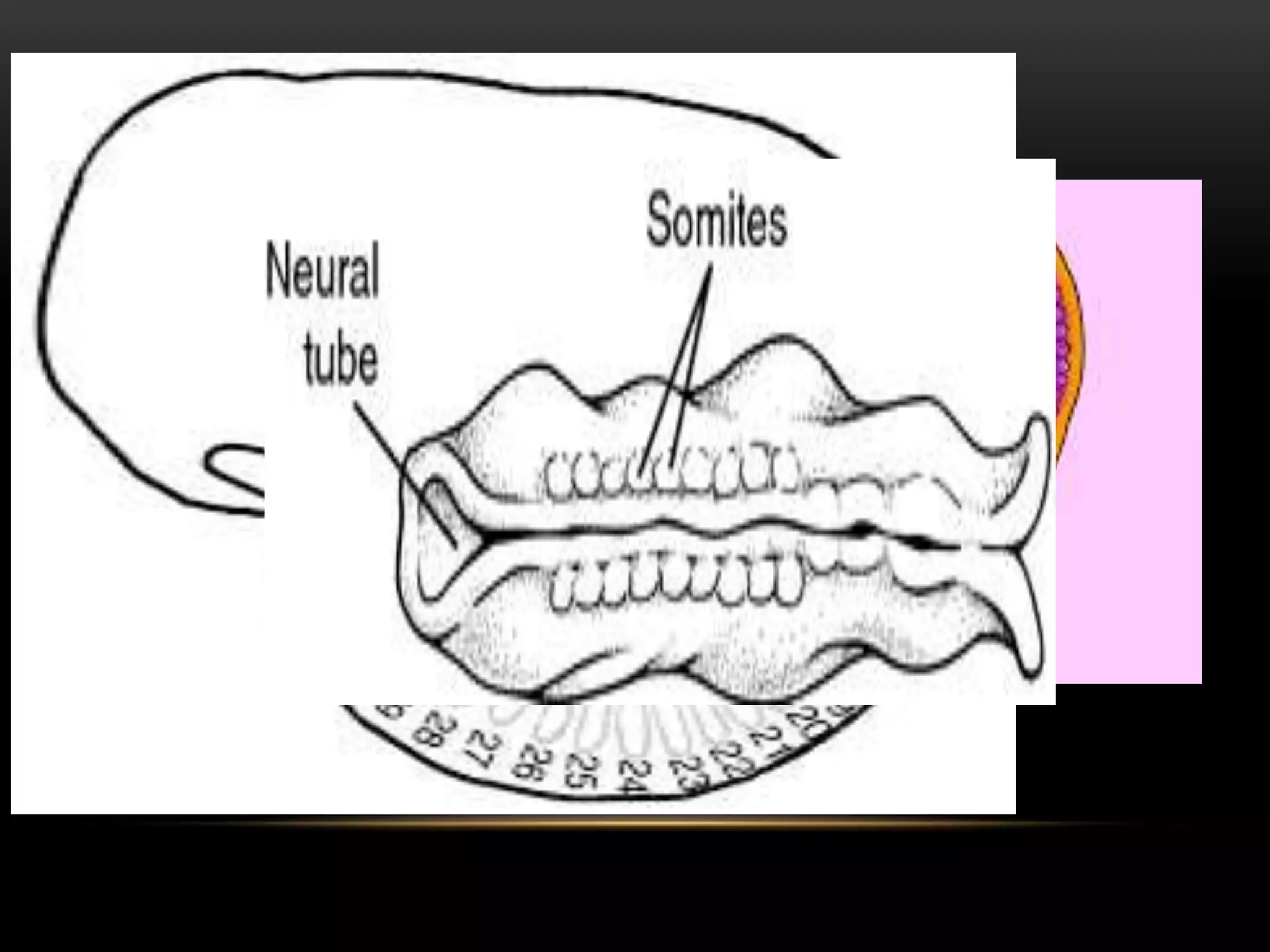 Somite formation | PPTX