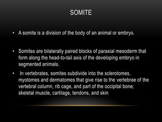 Somite formation | PPTX