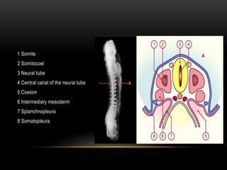 Somite formation | PPTX