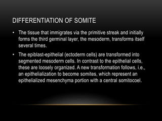 Somite formation | PPTX