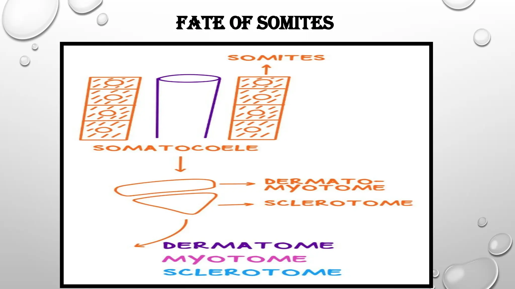 SOMITES ANSHU PPT done final.pptx anatomy | PPTX