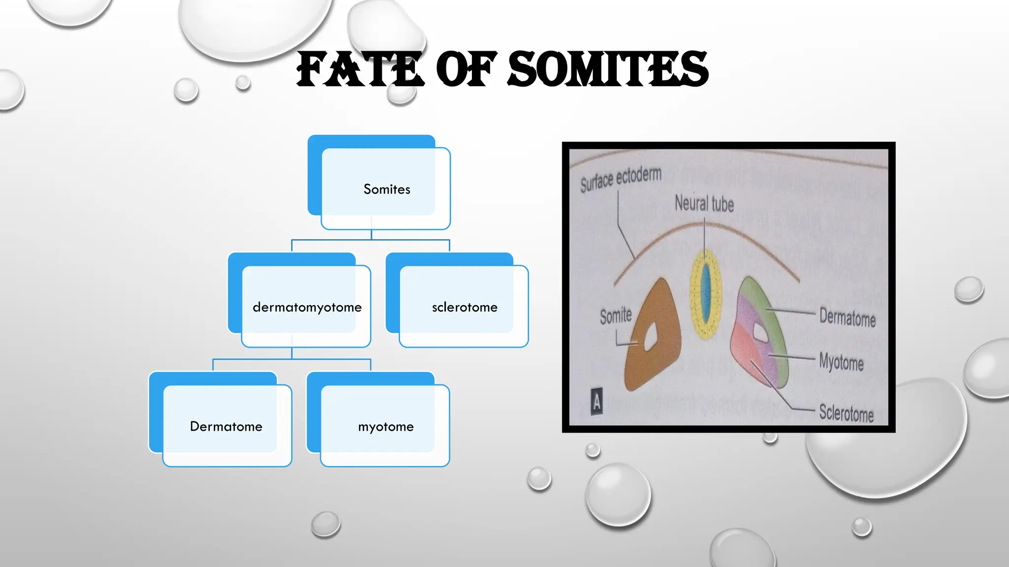 SOMITES ANSHU PPT done final.pptx anatomy | PPTX