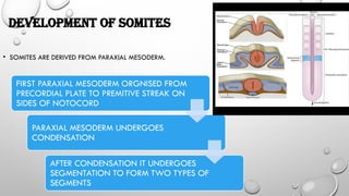 SOMITES ANSHU PPT done final.pptx anatomy | PPTX