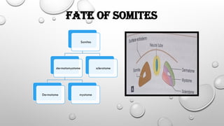 SOMITES ANSHU PPT done final.pptx anatomy | PPTX