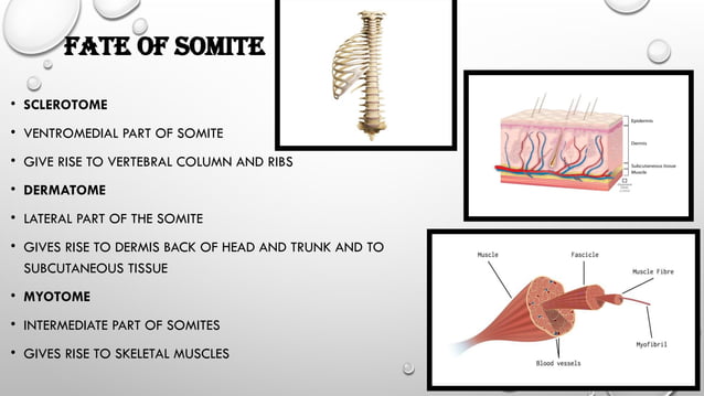 SOMITES ANSHU PPT done final.pptx anatomy | PPTX