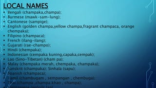 Somnath acharjee 14 bar1086 ( golden champa ) | PPT