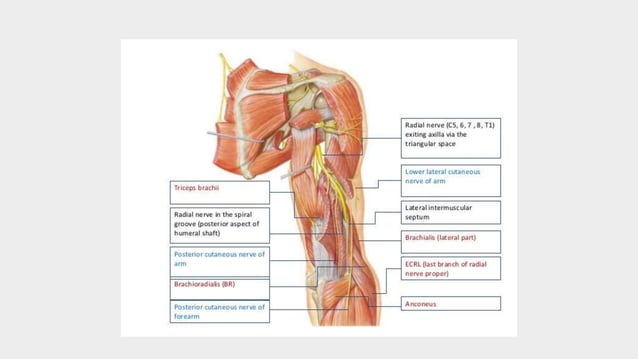 Somsak nerve transfer | PPTX